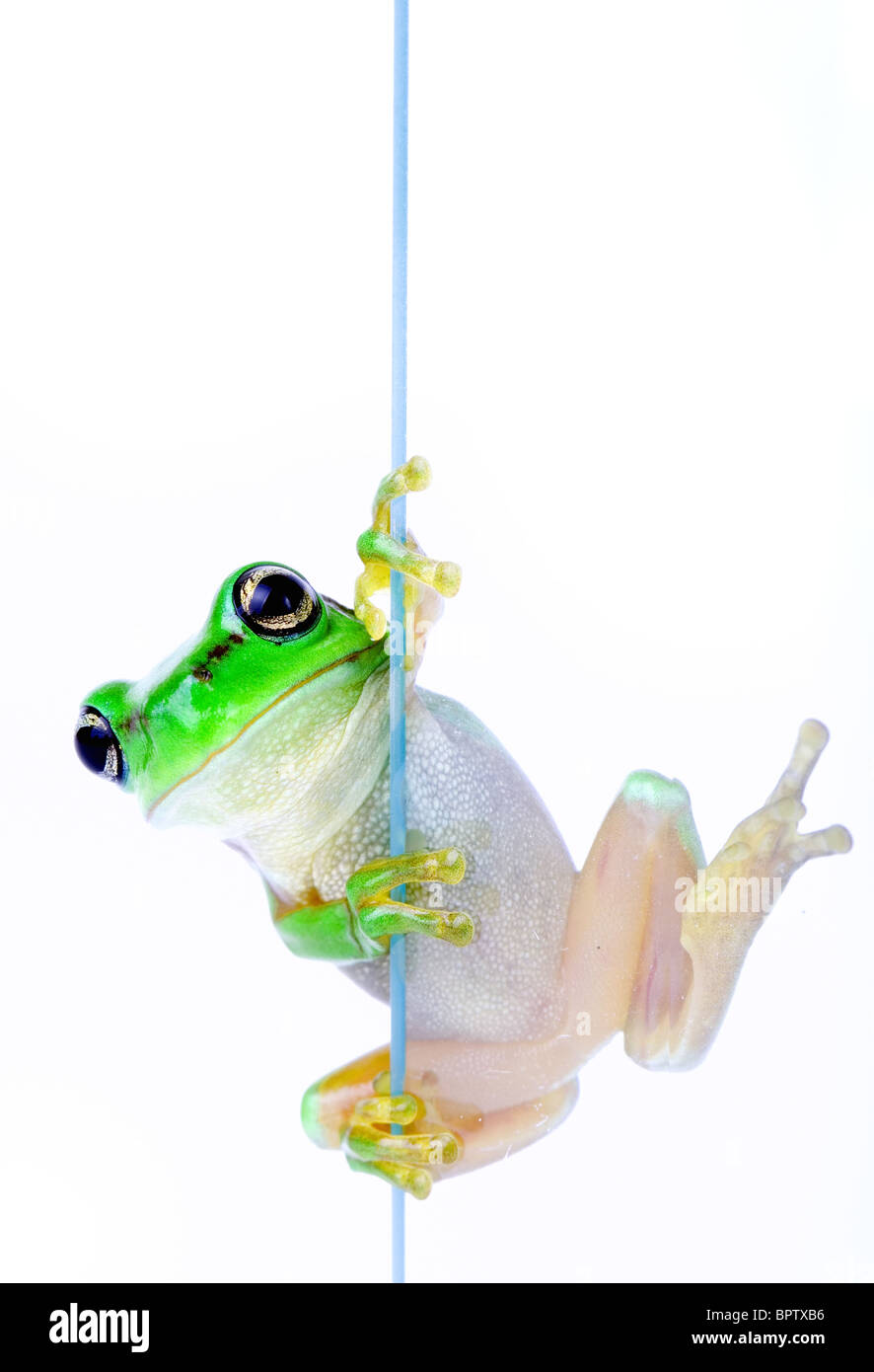 Frog peeking out from behind the glass Stock Photo - Alamy