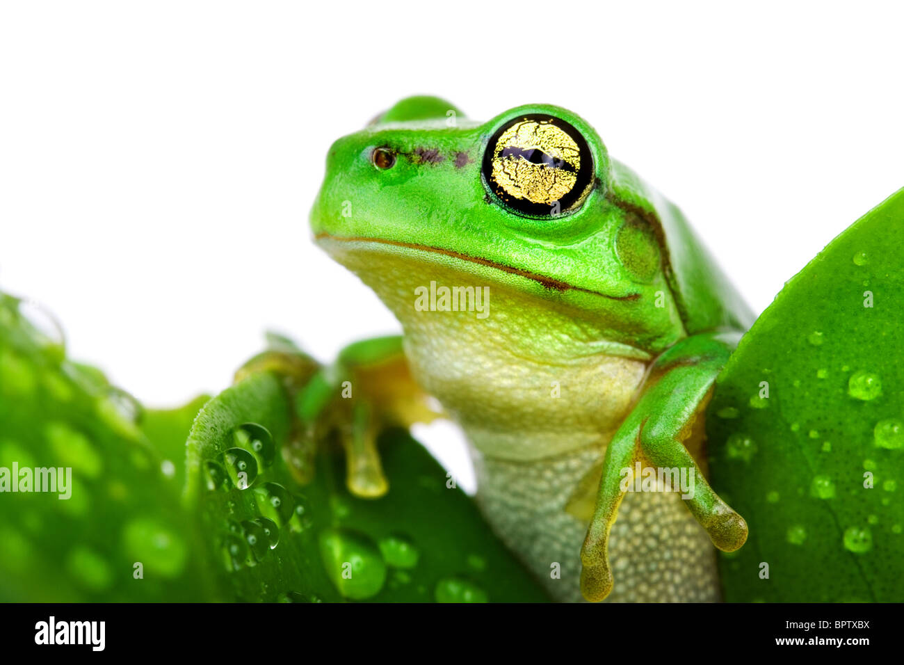 Peeking frog hi-res stock photography and images - Alamy
