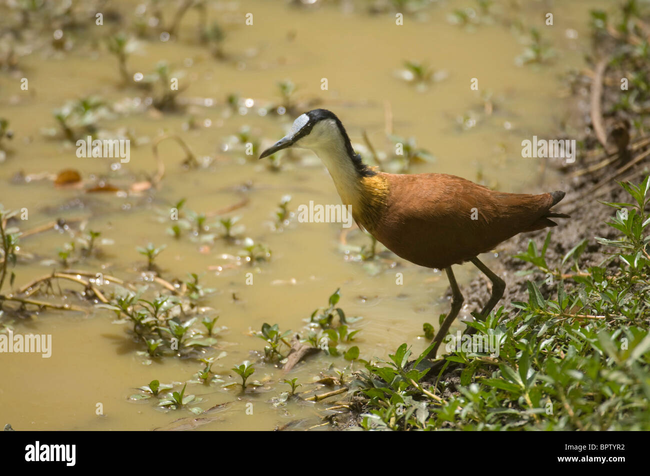 African jacana (Actophilornis africanus), Abuko Nature Reserve, the ...