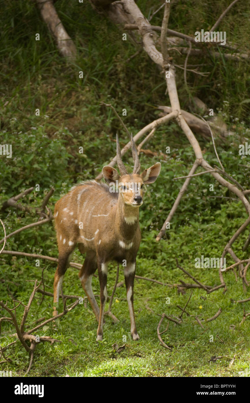 Bushbuck (Tragelaphus scriptus), Abuko Nature Reserve, the Gambia Stock ...