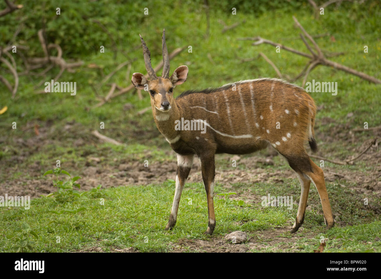 Bushbuck (Tragelaphus scriptus), Abuko Nature Reserve, the Gambia Stock ...