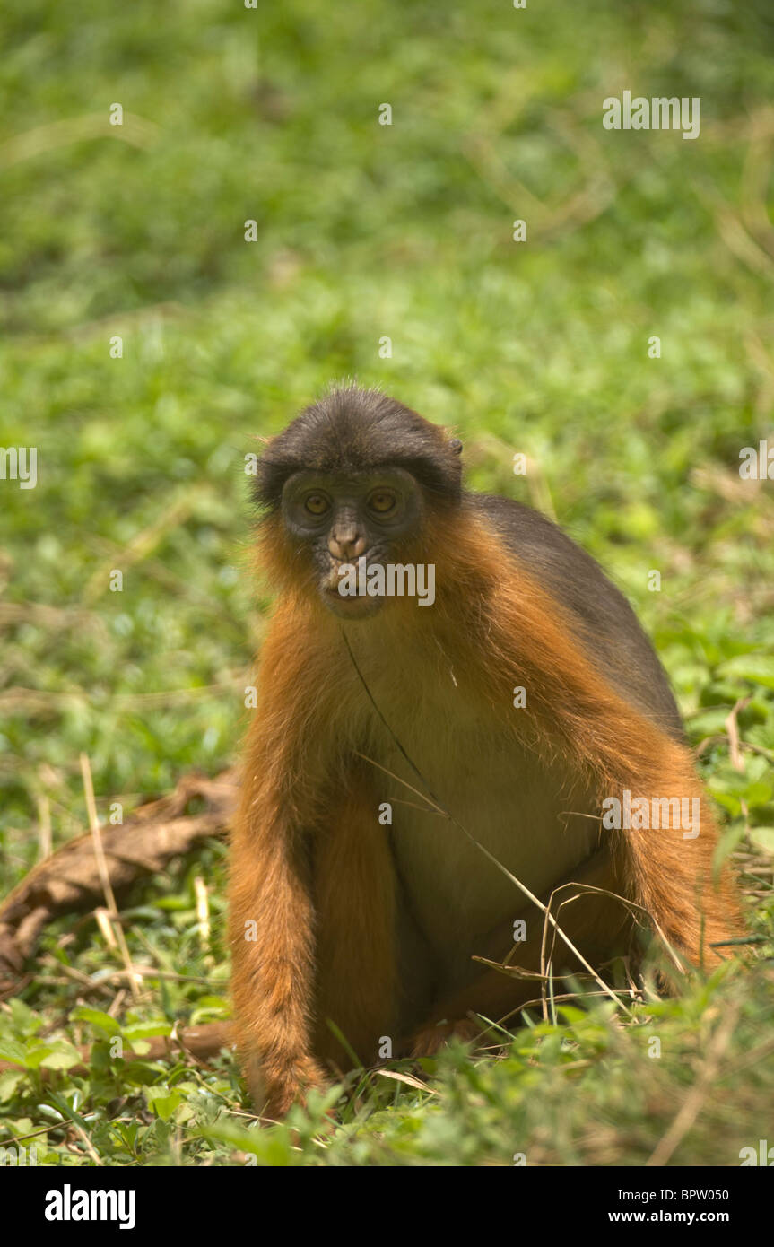 Western Red Colobus (Procolobus badius temminckii), Abuko Nature ... Western Red Colobus (Procolobus badius temminckii), Abuko Nature ...
