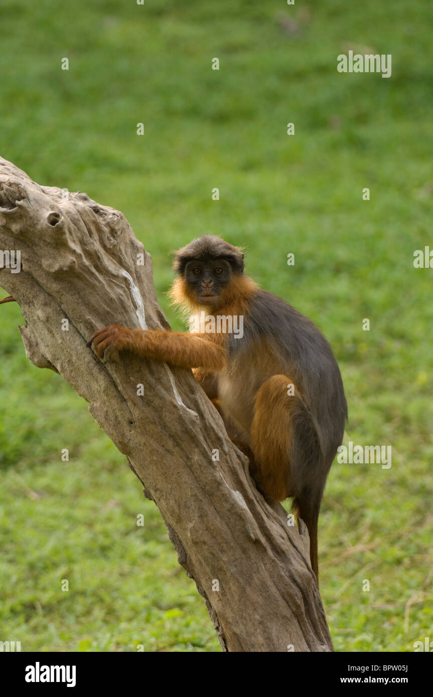 Western Red Colobus (Procolobus badius temminckii), Abuko Nature ...