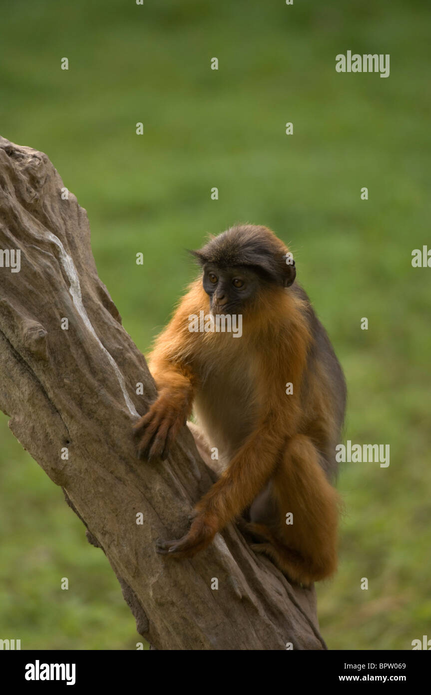Western Red Colobus (Procolobus badius temminckii), Abuko Nature ...