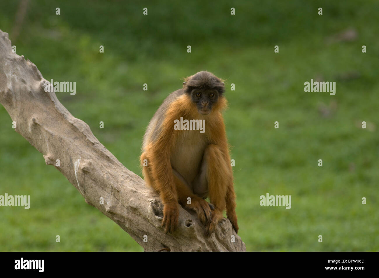 Western Red Colobus (Procolobus badius temminckii), Abuko Nature ...