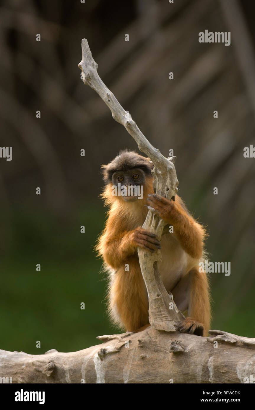 Western Red Colobus (Procolobus badius temminckii), Abuko Nature ...