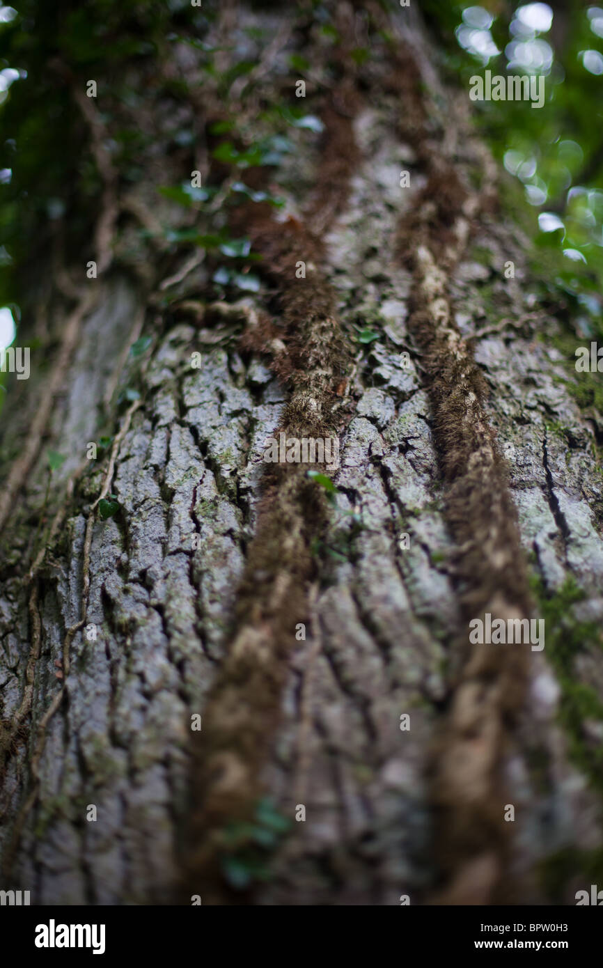 Ivy stems climbing a tree Stock Photo - Alamy