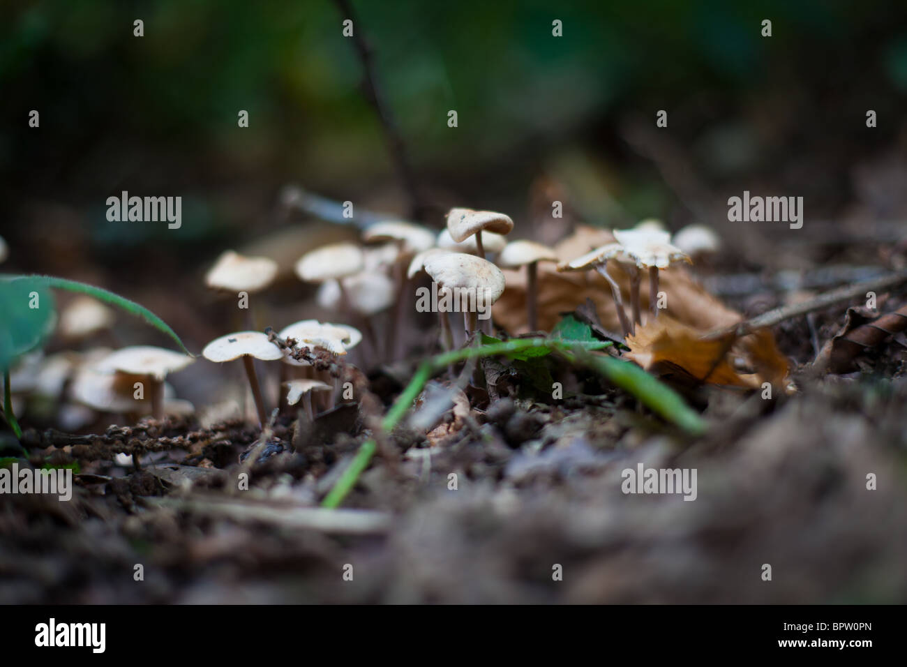 Toadstool forest hi-res stock photography and images - Alamy