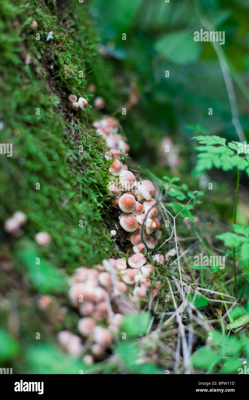Toadstool tree hi-res stock photography and images - Alamy