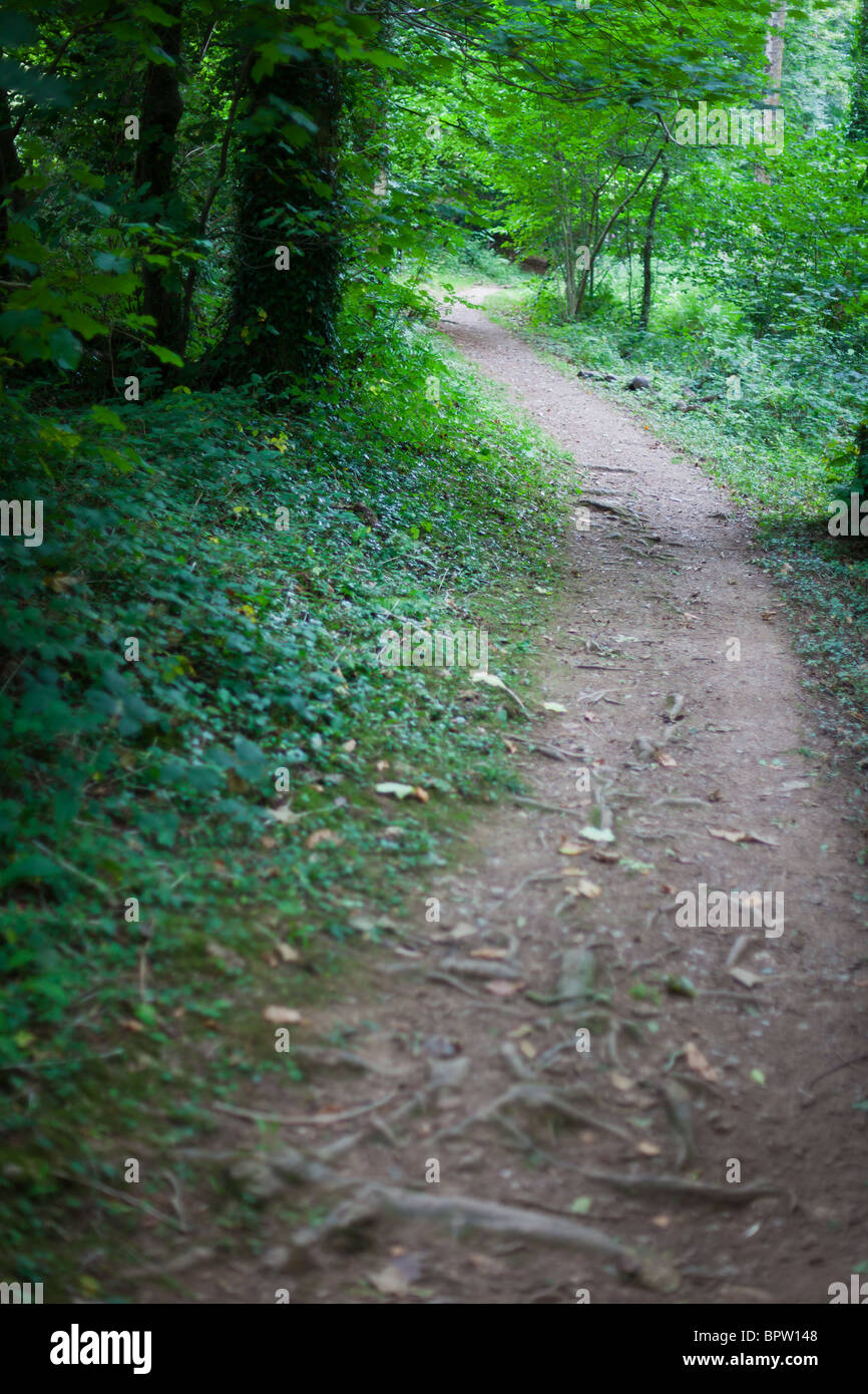 A forest path in the rain Stock Photo - Alamy