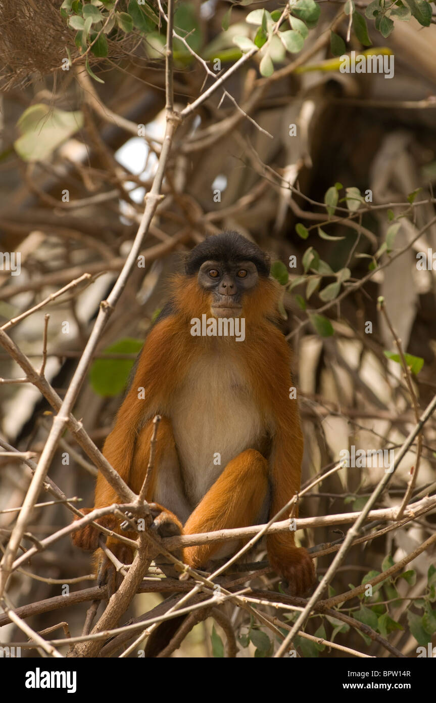 Western Red Colobus (Procolobus badius temminckii), Bijilo Forest Park ...