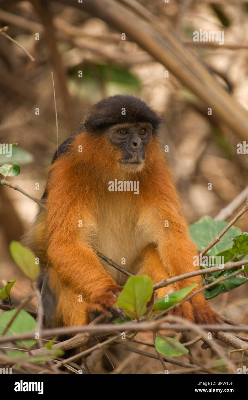 Western Red Colobus (Procolobus badius temminckii), Bijilo Forest Park ...