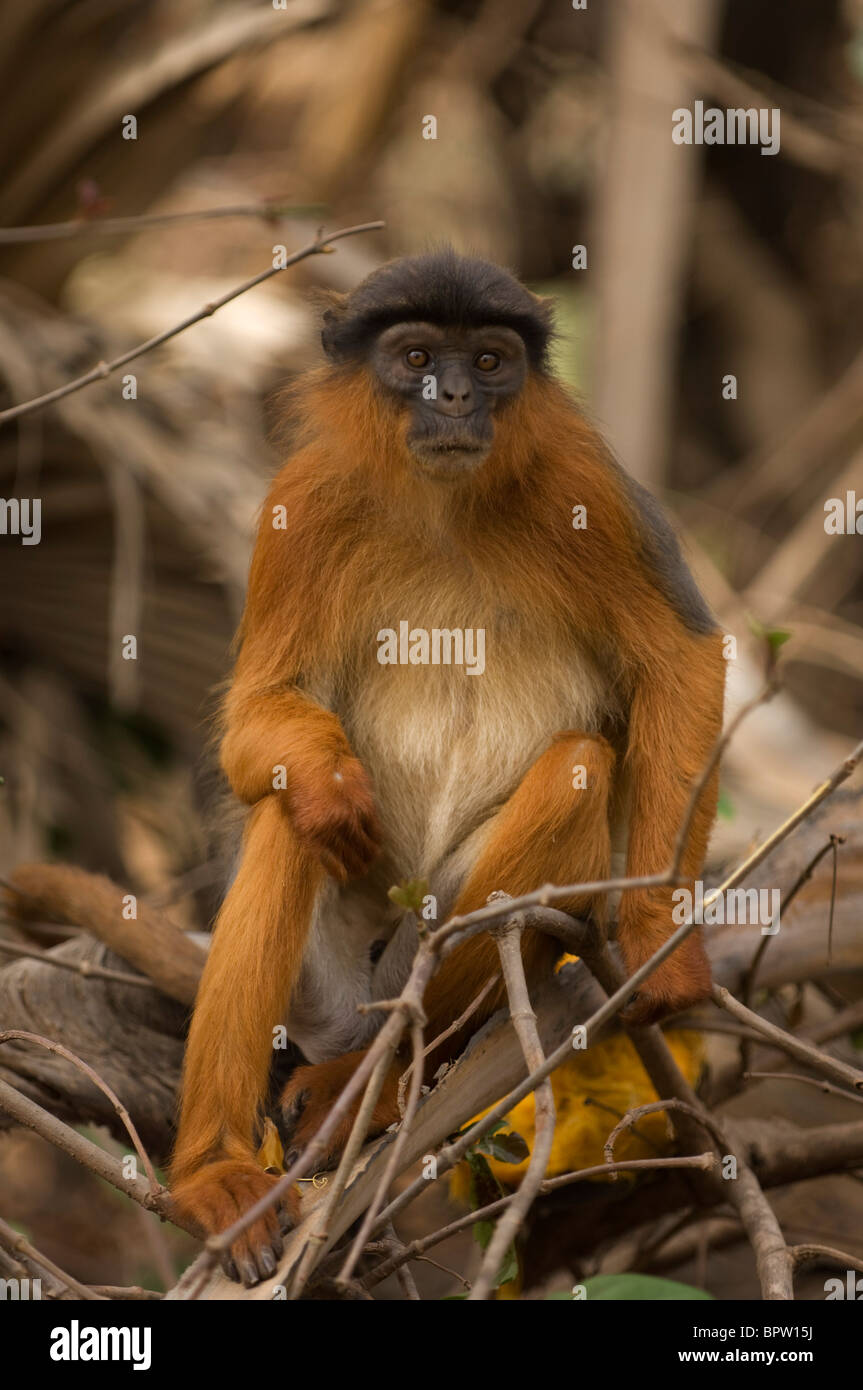 Western Red Colobus (Procolobus badius temminckii), Bijilo Forest Park ... Western Red Colobus (Procolobus badius temminckii), Bijilo Forest Park ...