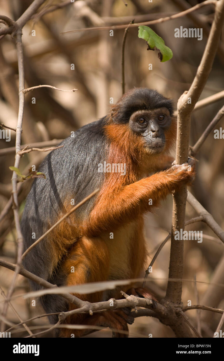 Western Red Colobus (Procolobus badius temminckii), Bijilo Forest Park ... Western Red Colobus (Procolobus badius temminckii), Bijilo Forest Park ...