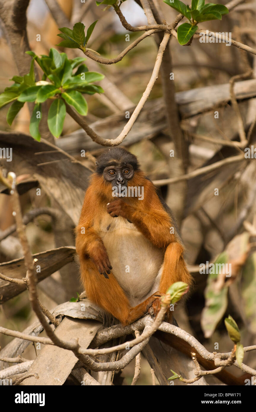 Western Red Colobus (Procolobus badius temminckii), Bijilo Forest Park ...