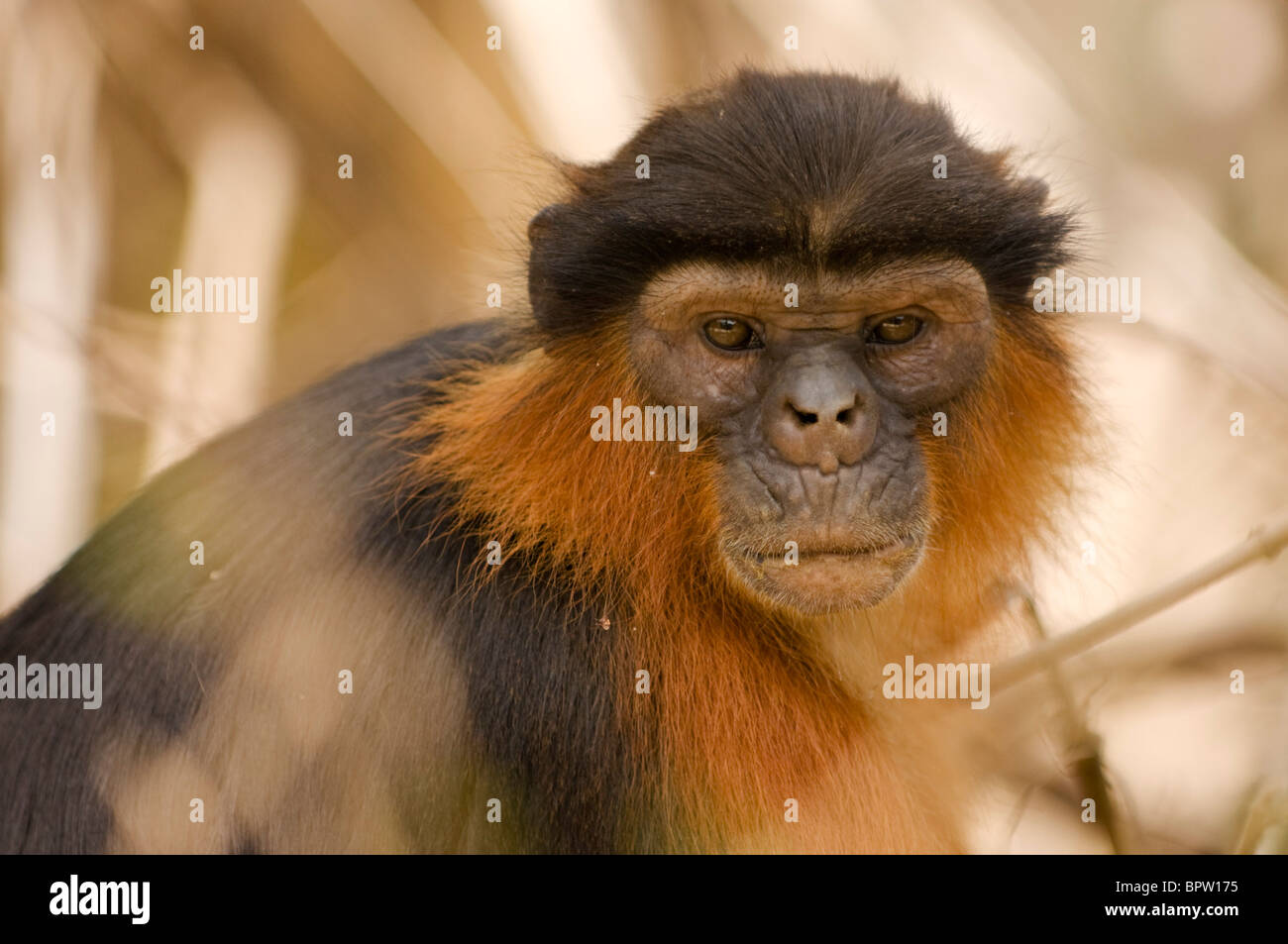 Western Red Colobus (Procolobus badius temminckii), Bijilo Forest Park ... Western Red Colobus (Procolobus badius temminckii), Bijilo Forest Park ...