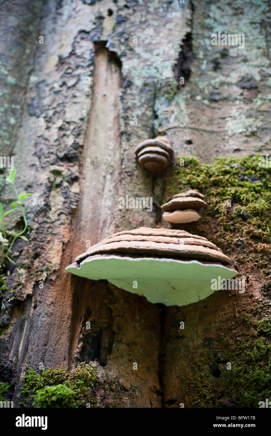 Toadstool tree hi-res stock photography and images - Alamy