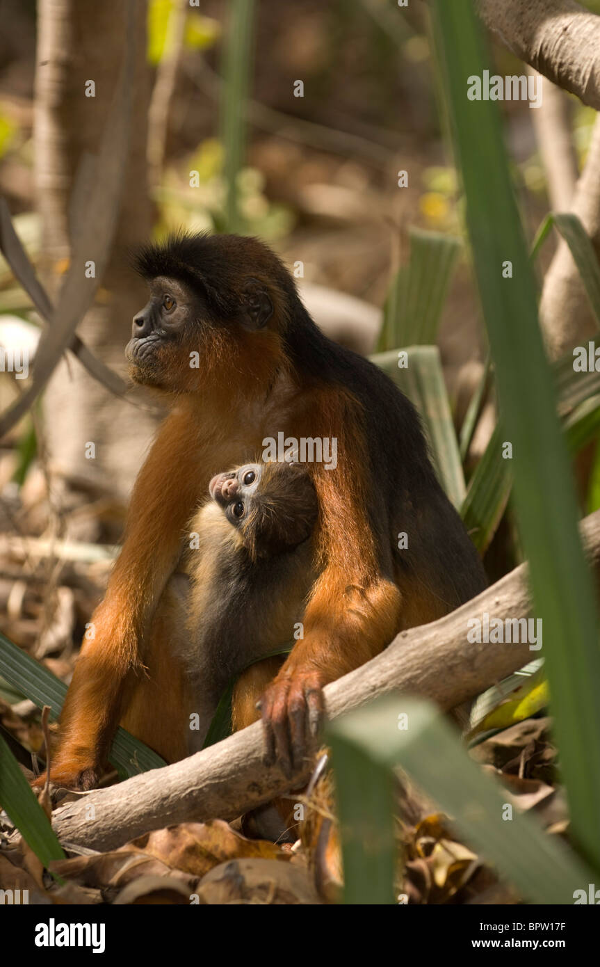 Western Red Colobus with young (Procolobus badius temminckii), Bijilo ...