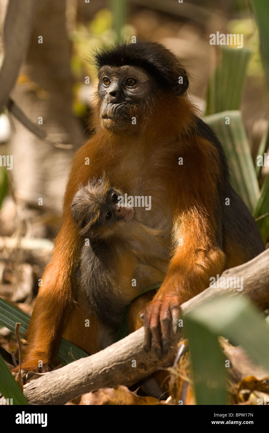 Temmincks red colobus hi-res stock photography and images - Alamy