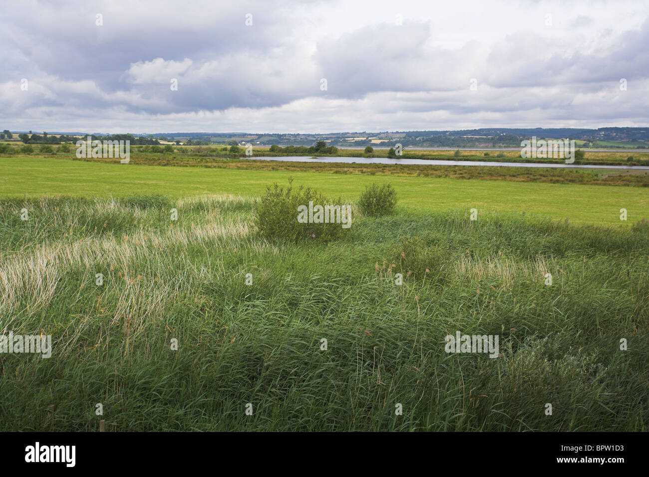 Severn Estuary, surrounding grassland and reed bed in July Stock Photo ...