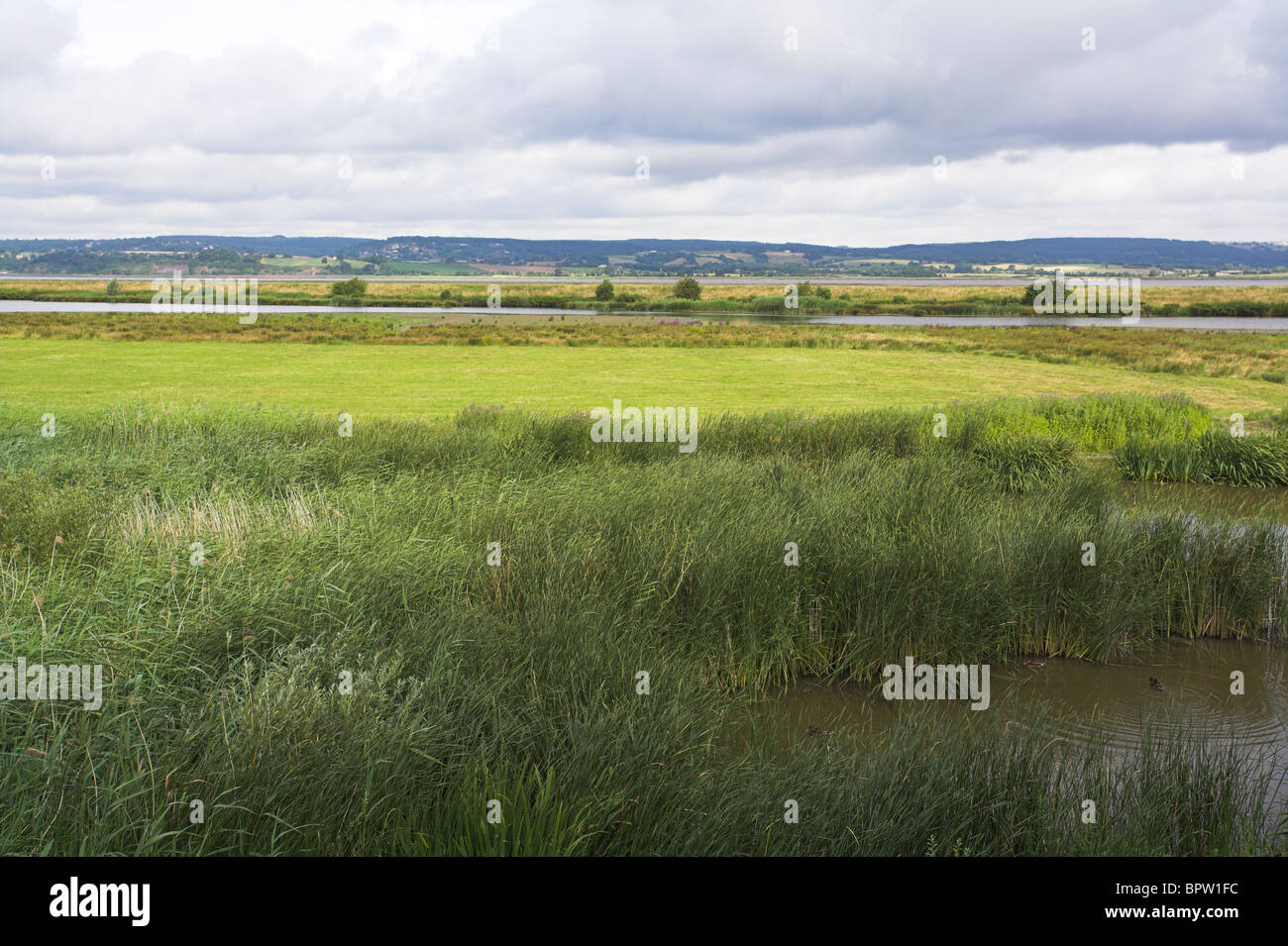 Severn Estuary, surrounding grassland and reed bed in July Stock Photo ...