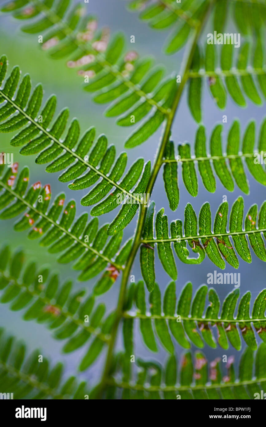 Fern leaf macro showing individual components Stock Photo - Alamy