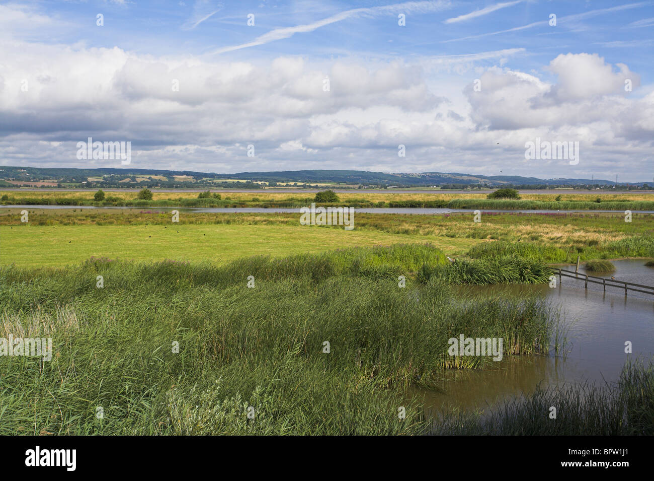 Reed bed wales hi-res stock photography and images - Alamy