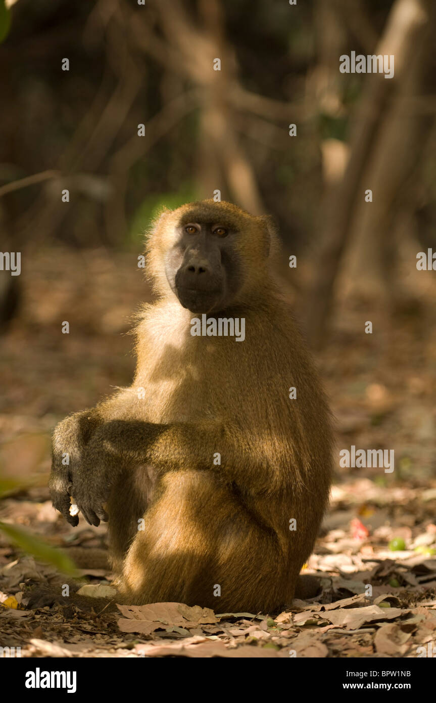 Guinea baboon (Papio papio), Makusutu, the Gambia Stock Photo - Alamy