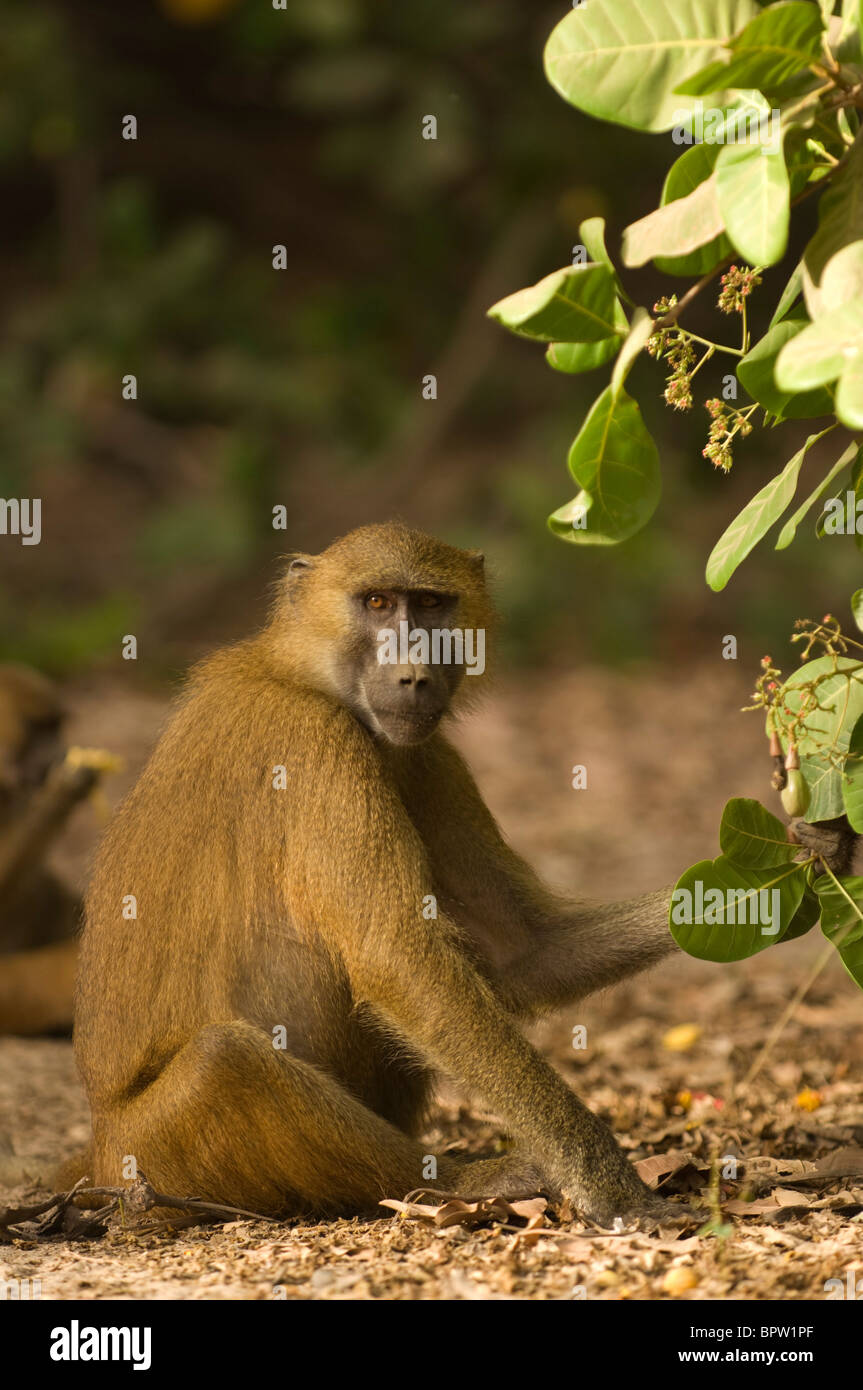 Guinea baboon (Papio papio), Makusutu, the Gambia Stock Photo - Alamy