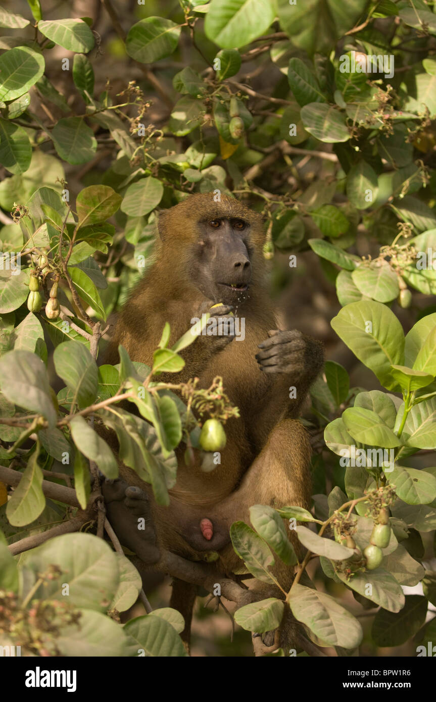 Guinea baboon feeding on cashew fruit, (Papio papio), Makusutu, the ...