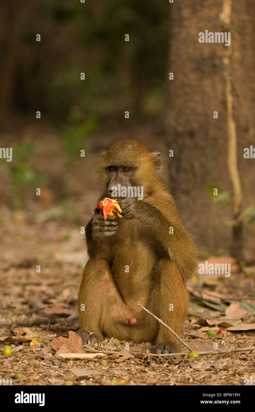 Guinea baboon feeding on cashew fruits (Papio papio), Makusutu, the ...