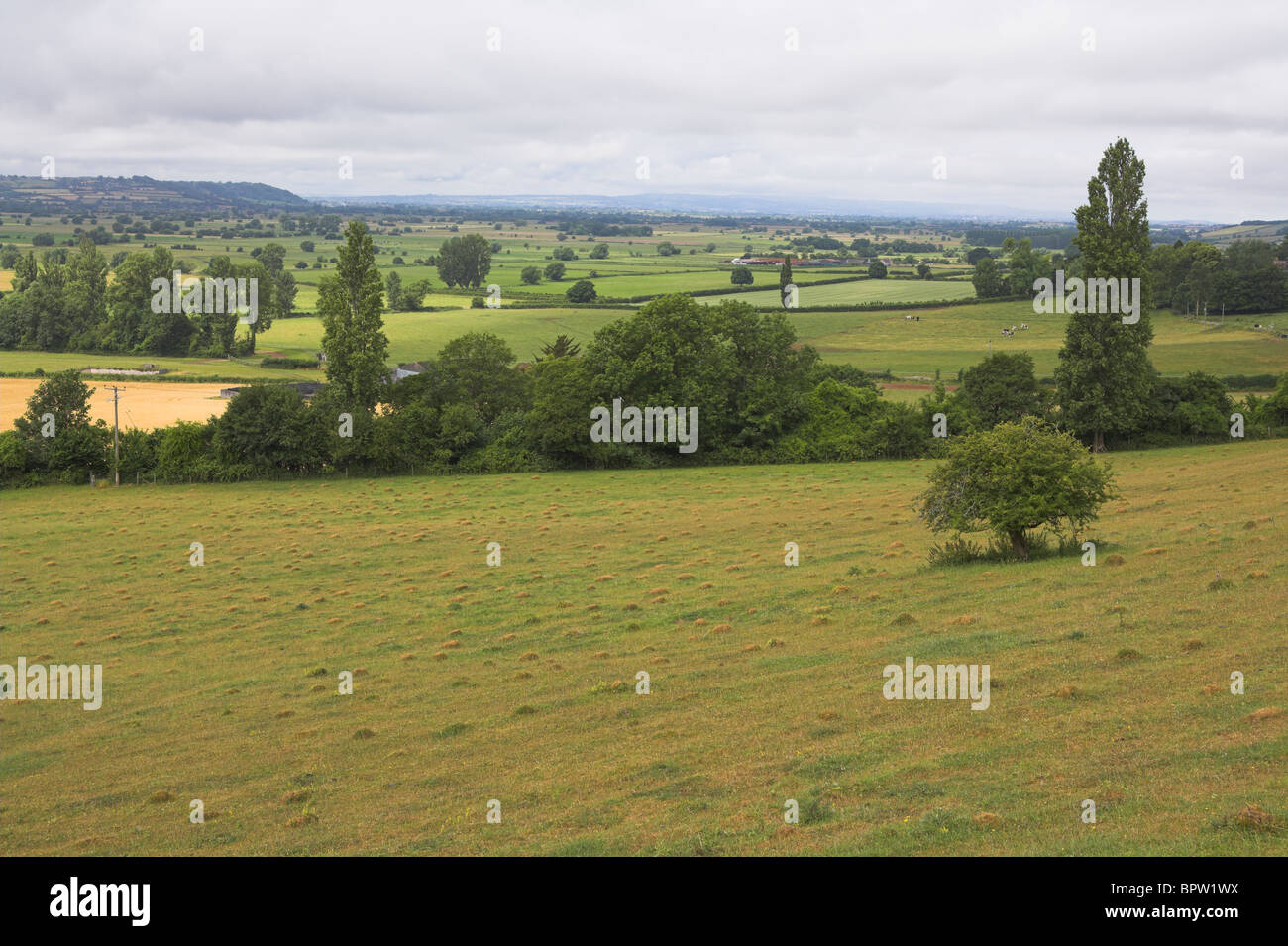 Collard Hill Nature Reserve steep grassland slope in June Stock Photo ...