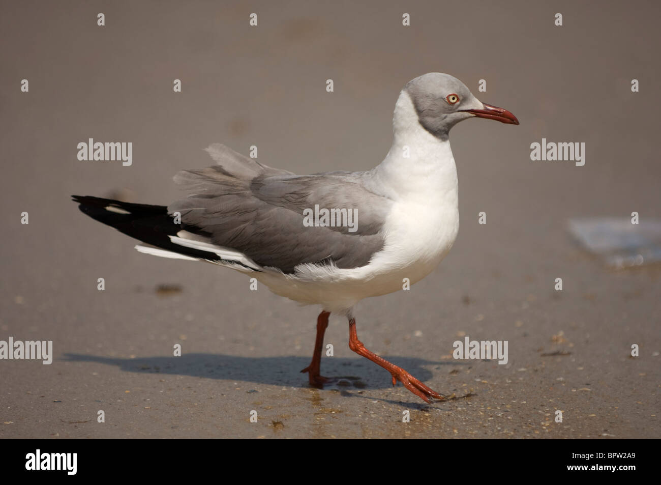 Grey-headed gull (Larus cirrocephalus), Tanji, the Gambia Stock Photo ...
