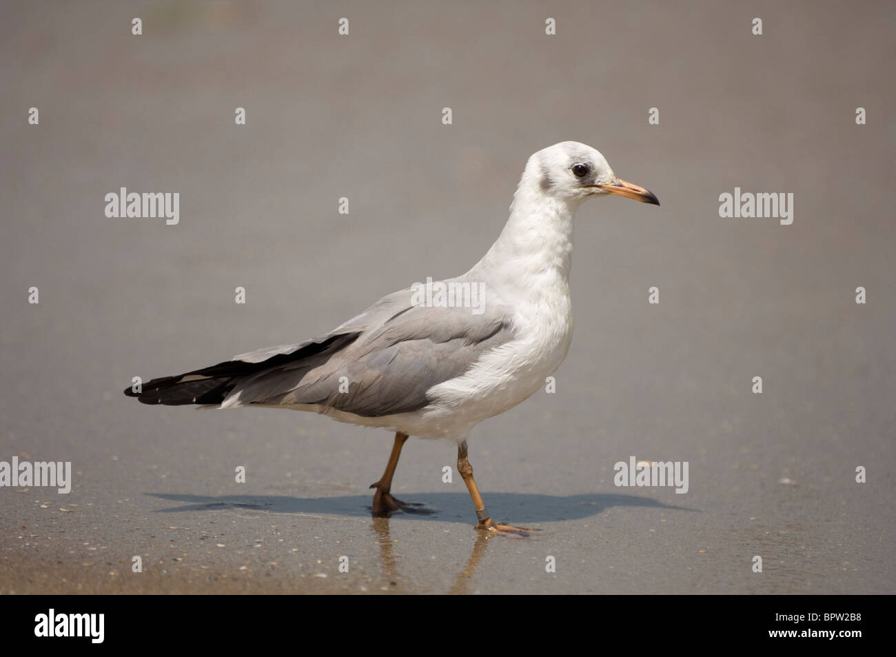 Grey-headed gull (Larus cirrocephalus), Tanji, the Gambia Stock Photo ...