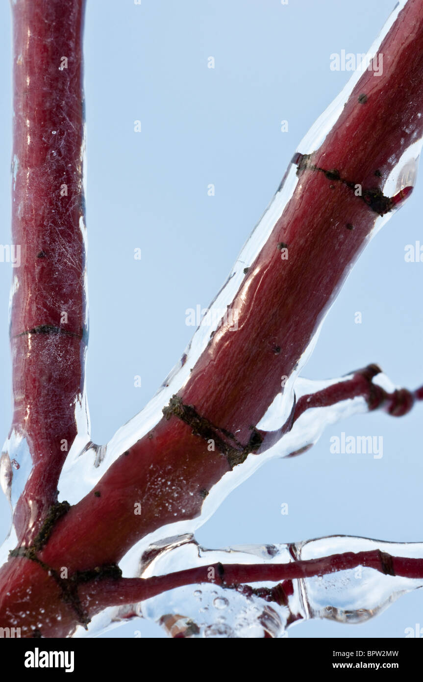 Twigs covered in winter ice Stock Photo - Alamy