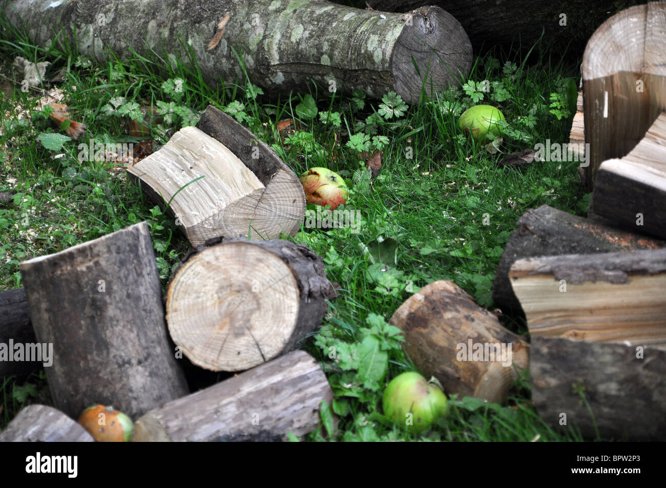 windfall apples falling among our wood pile Stock Photo - Alamy