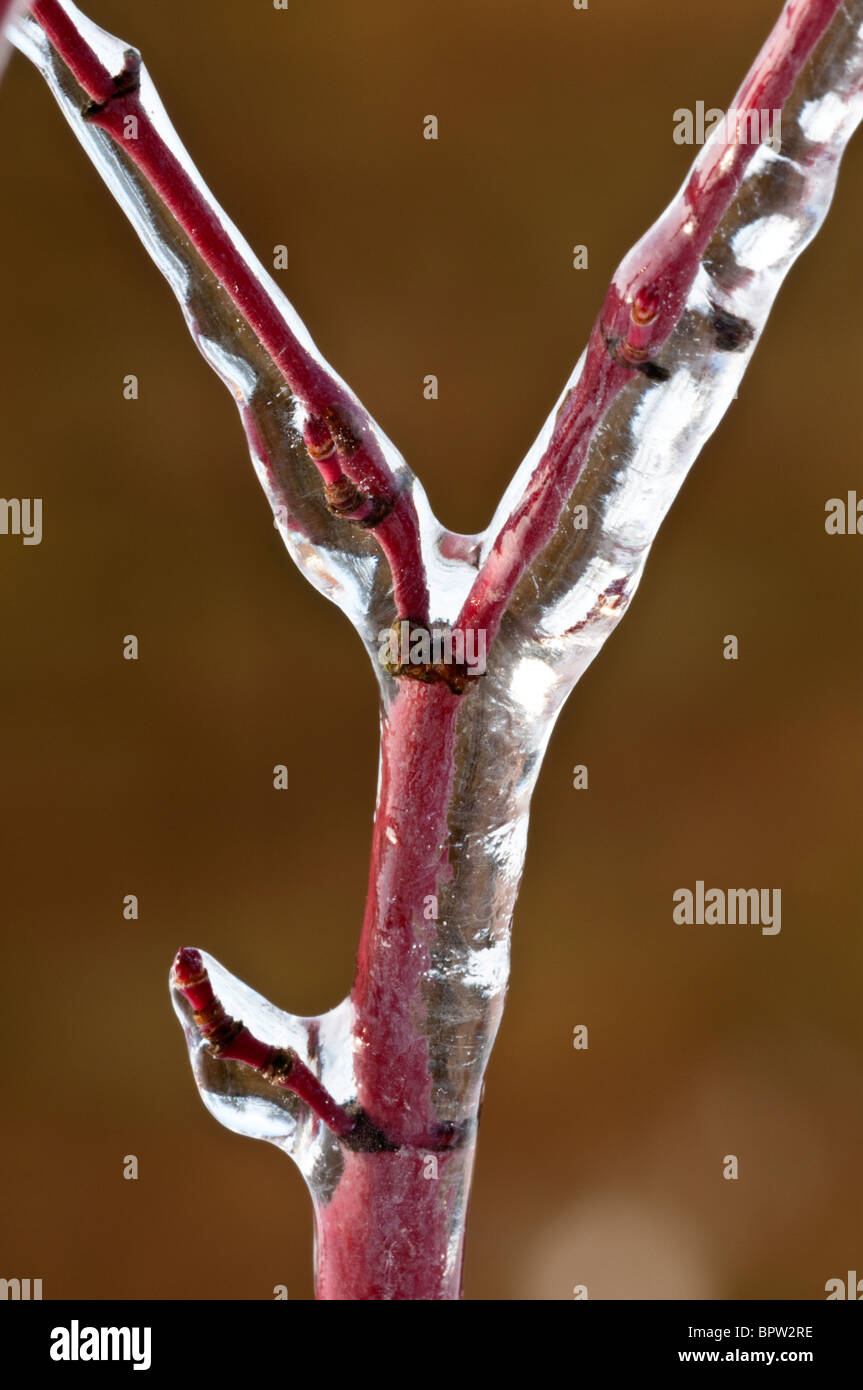 Twigs covered in winter ice Stock Photo - Alamy