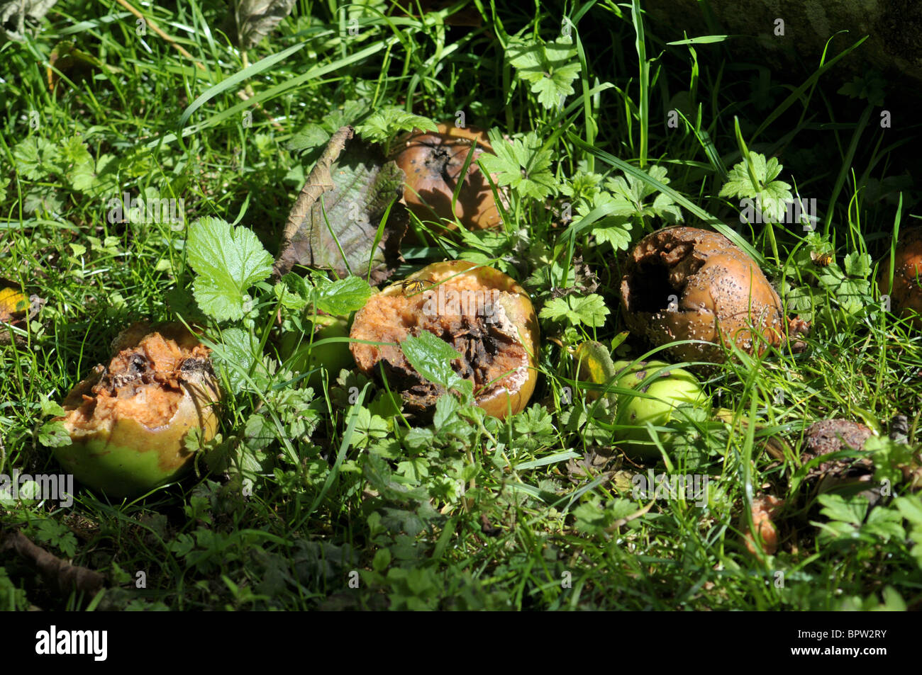 Rotten garden hi-res stock photography and images - Alamy