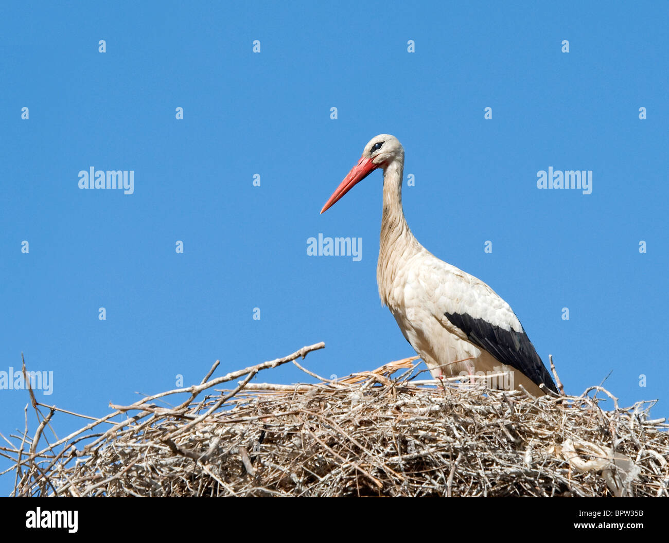 White Stork sitting in its nest Stock Photo - Alamy
