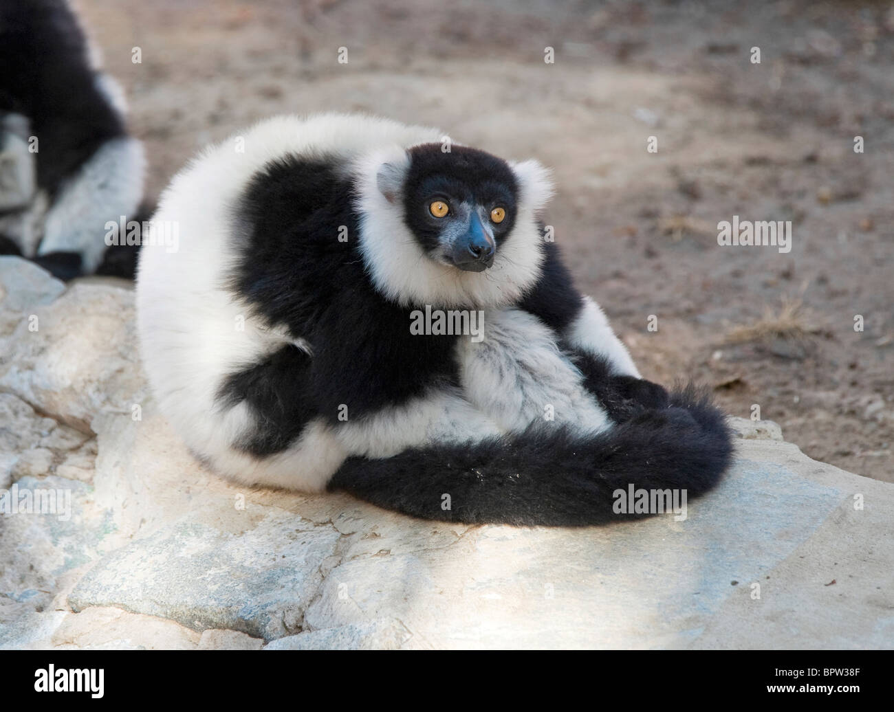 Long black and white tail hi-res stock photography and images - Alamy
