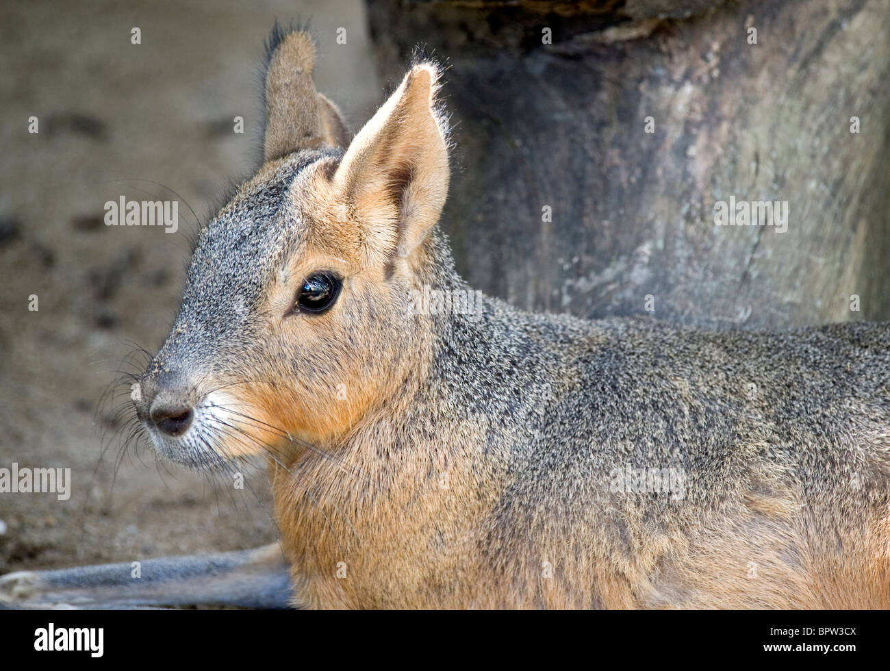 Closeup of a Mara Stock Photo - Alamy