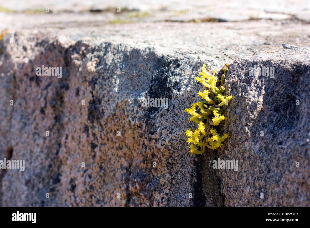 Rock stonecrop hi-res stock photography and images - Alamy