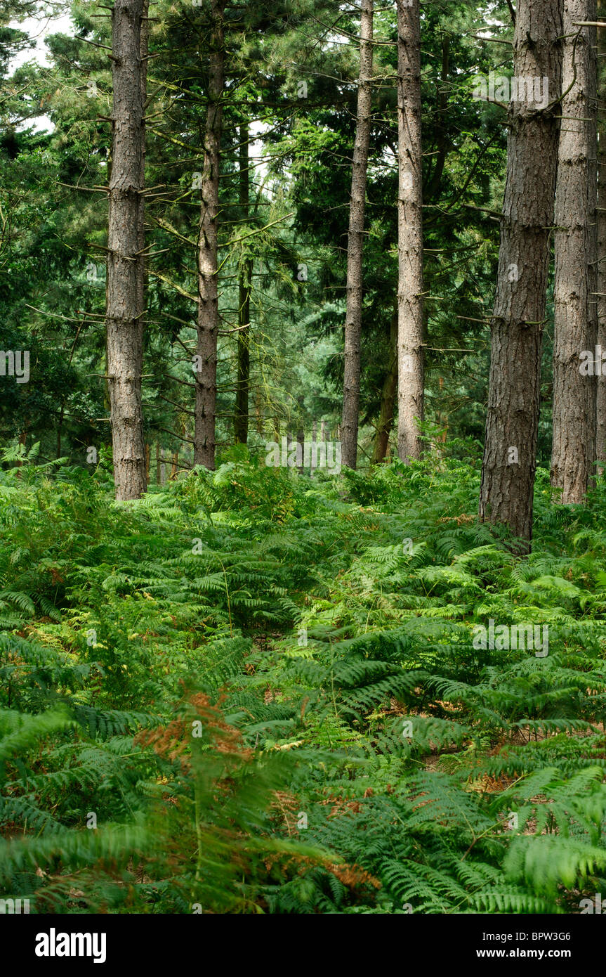 Ferns and trees in beautiful English woodland Stock Photo - Alamy