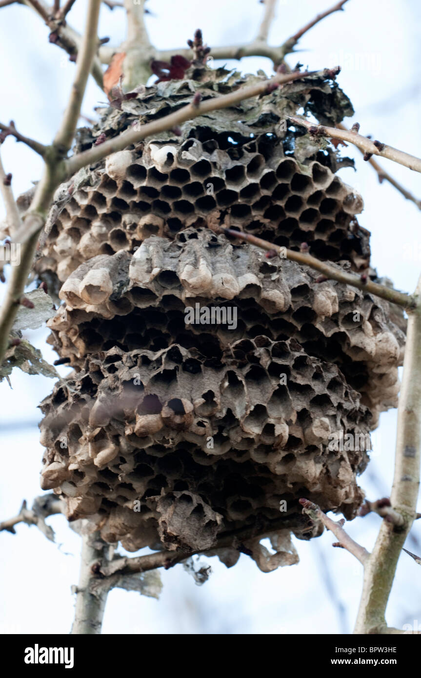 Suspended nest hi-res stock photography and images - Alamy