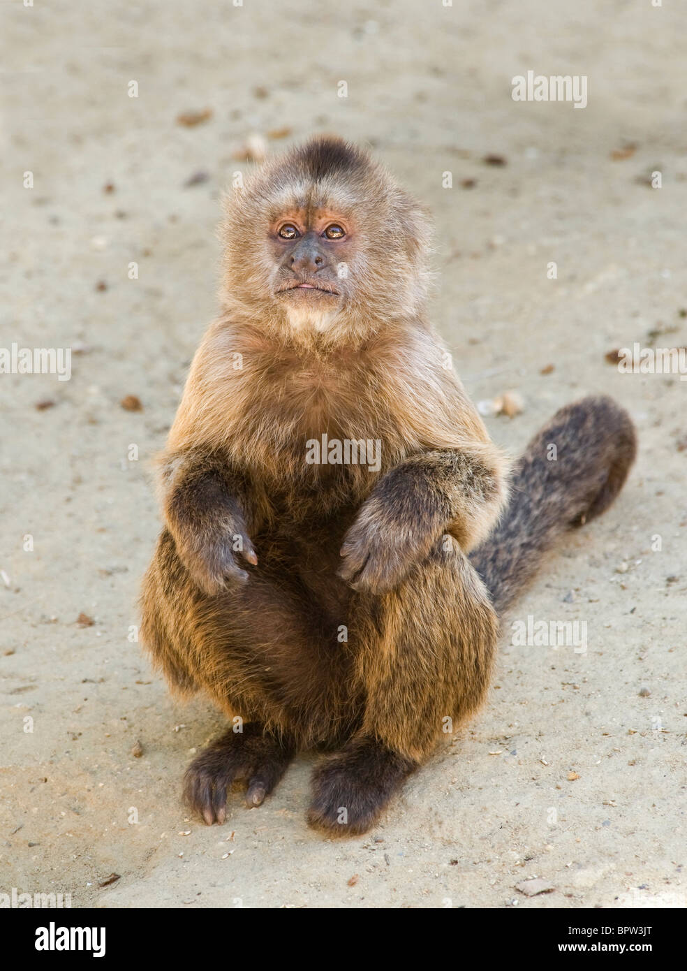 Monkey with cap hi-res stock photography and images - Alamy