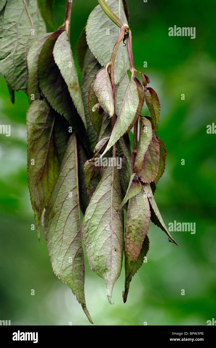 Autumnal Leaves hanging Stock Photo - Alamy