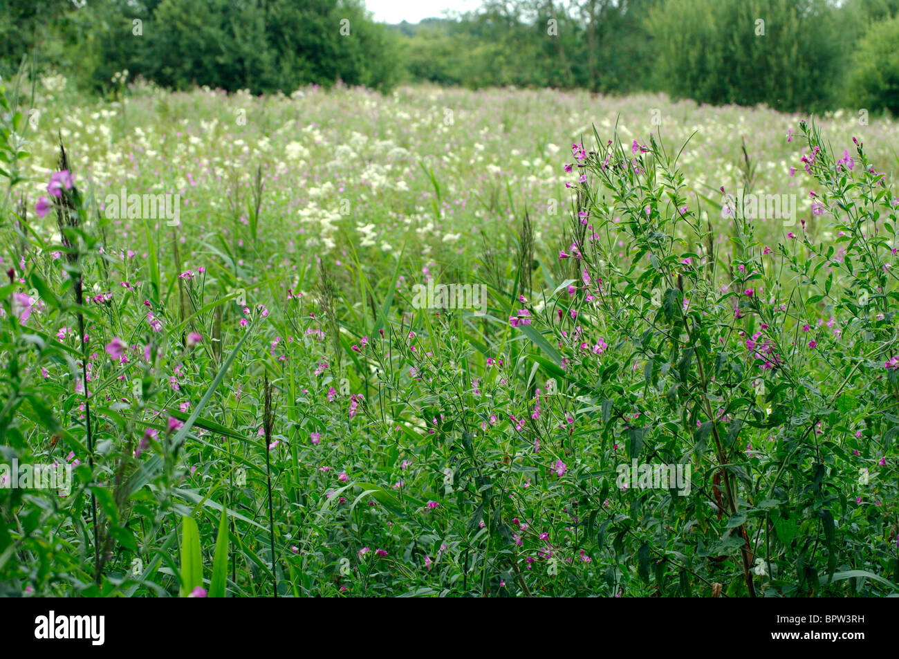 Beautiful English meadow Stock Photo - Alamy