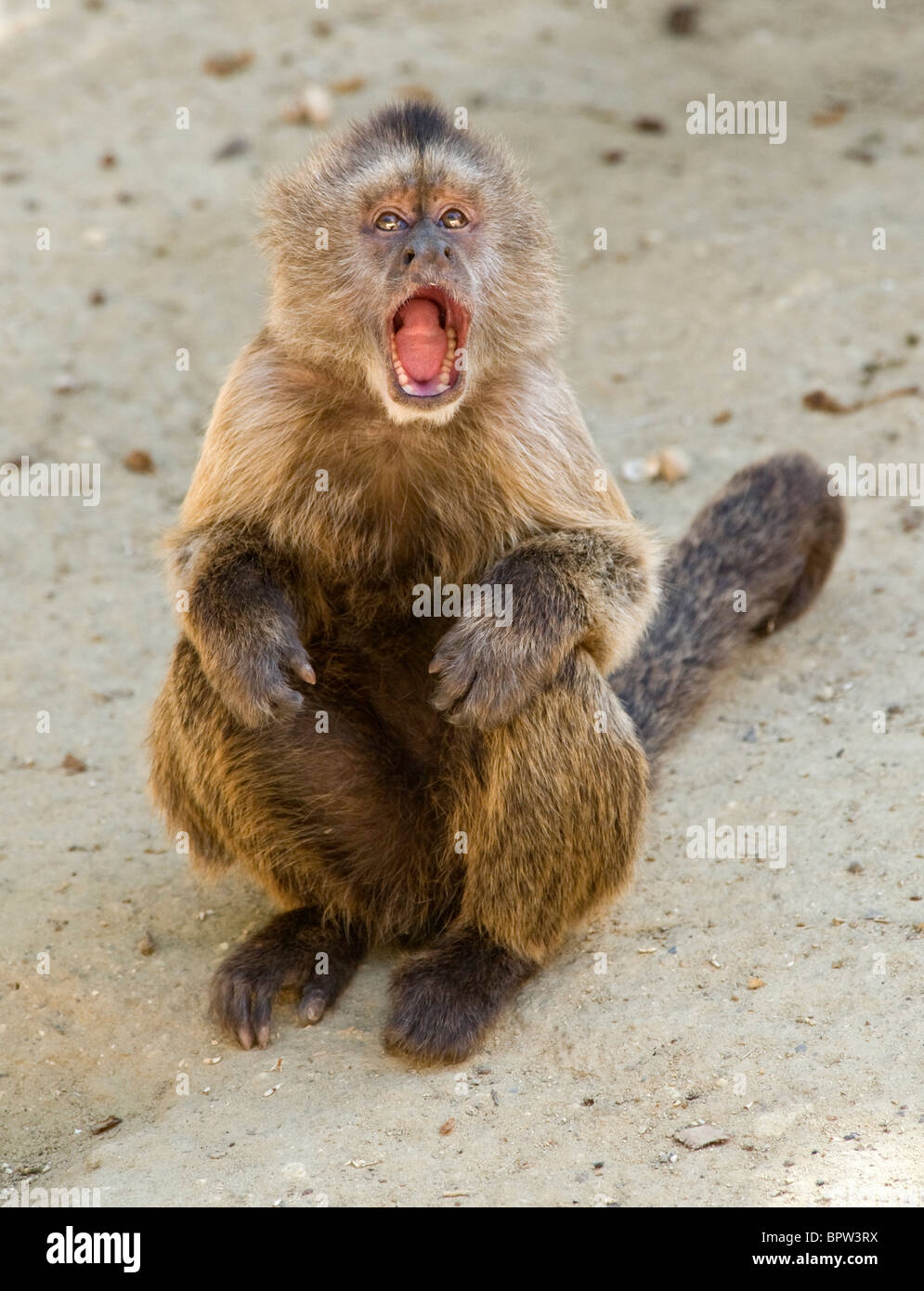 Black mouth monkey hi-res stock photography and images - Alamy