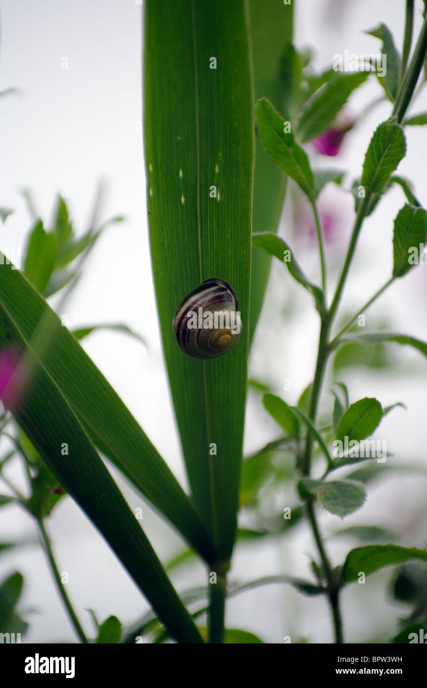 Leaf slime trail hi-res stock photography and images - Alamy