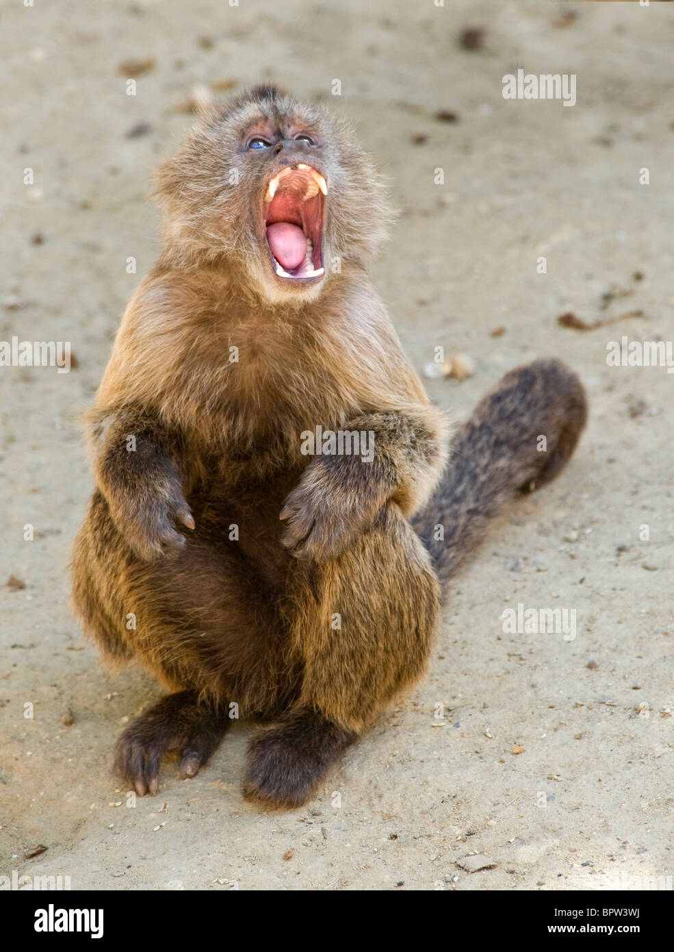 Weeper Capuchin Monkey with mouth open Stock Photo - Alamy